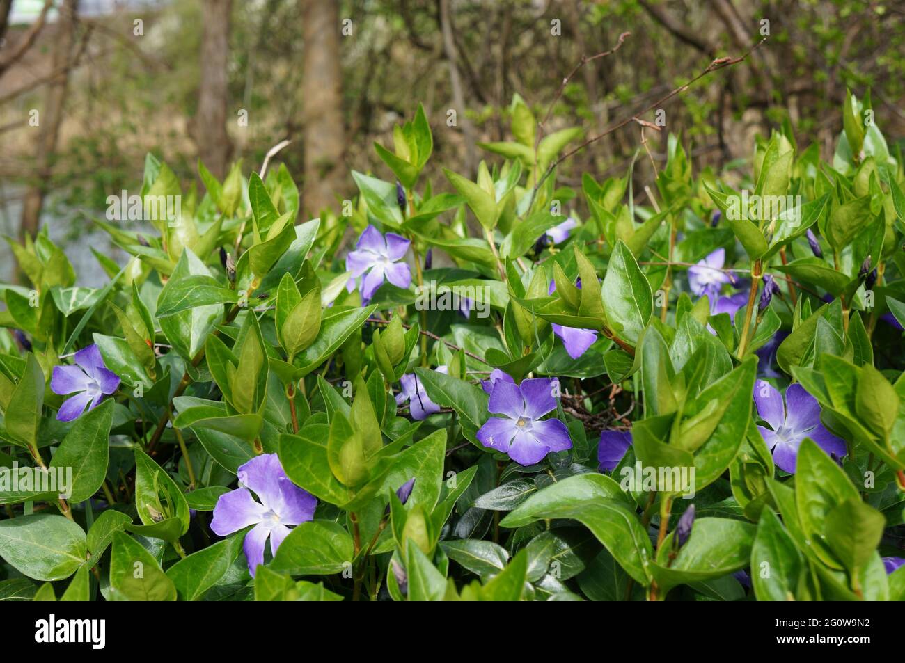Periwinkle Wildflowers High Resolution Stock Photography and Images - Alamy