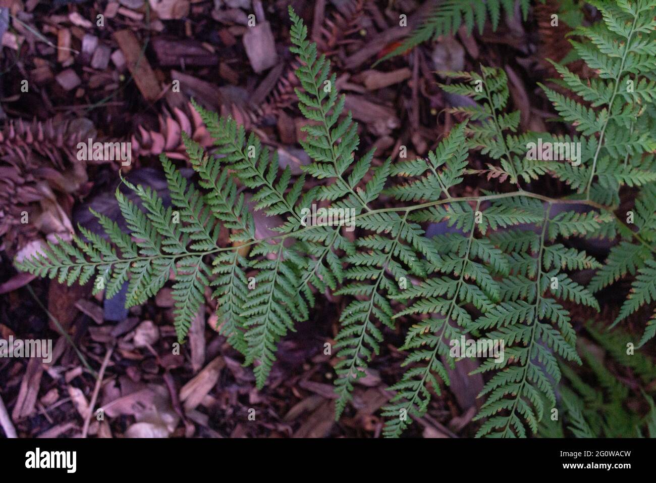 Big tropical leaf hi-res stock photography and images - Alamy