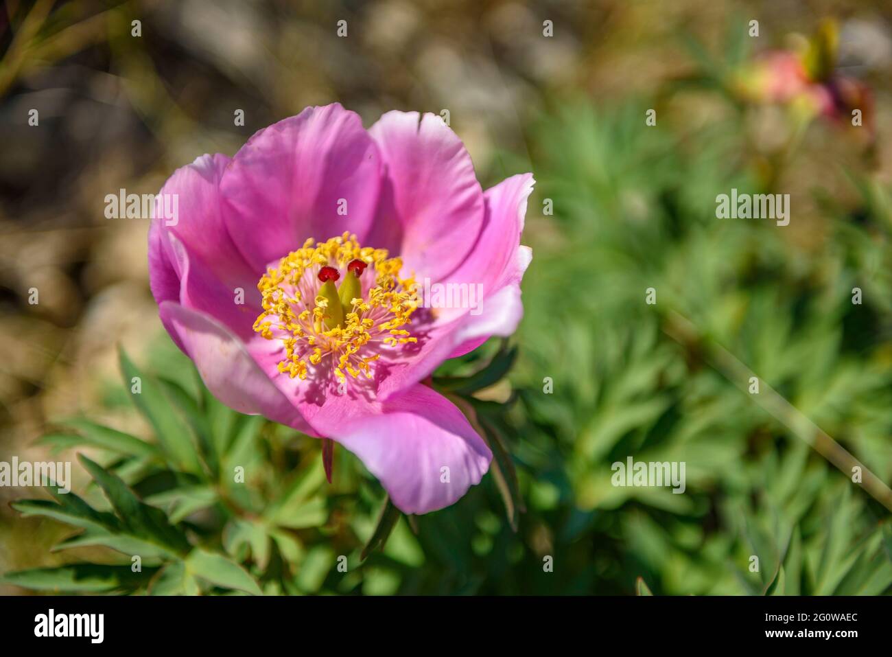 Flora de europa hi-res stock photography and images - Alamy