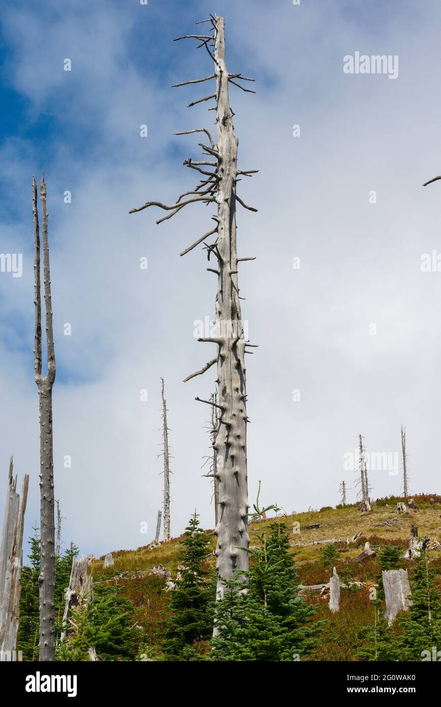 Dead Burned Tree Standing Among New Seedlings Stock Photo - Alamy