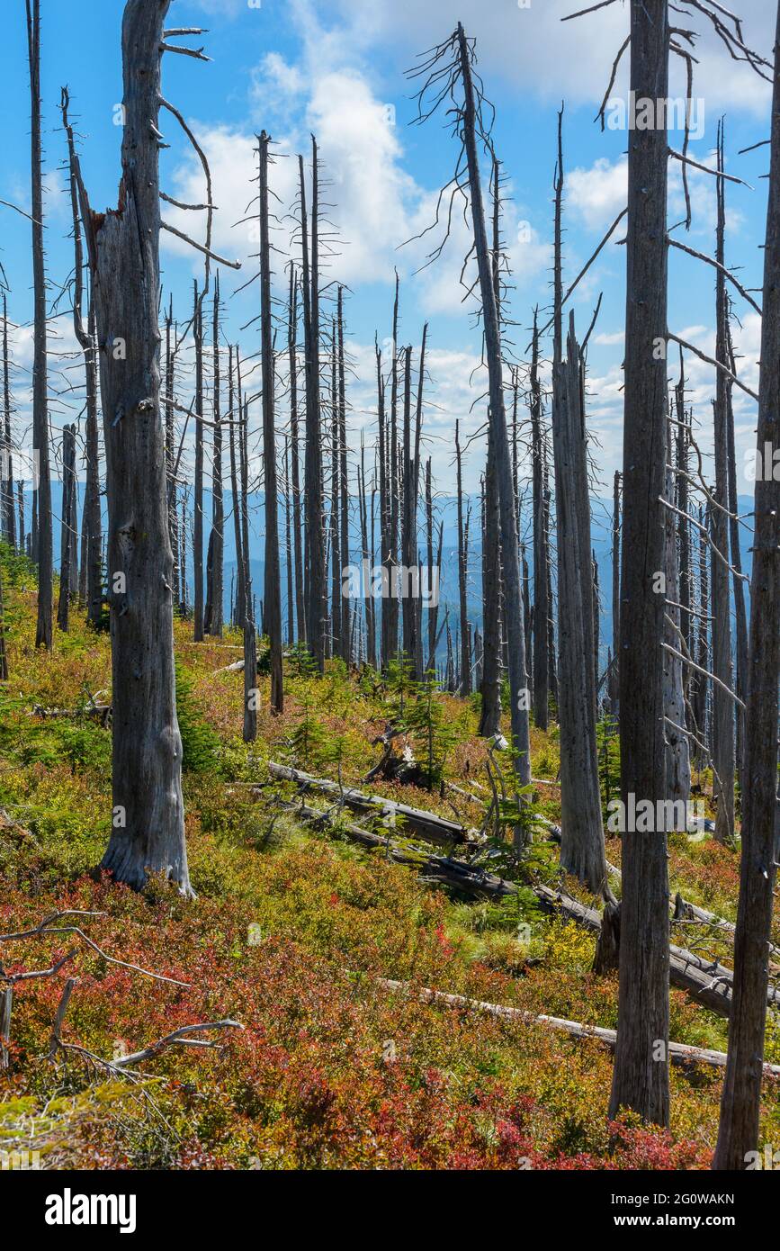 Dead seedlings hi-res stock photography and images - Alamy