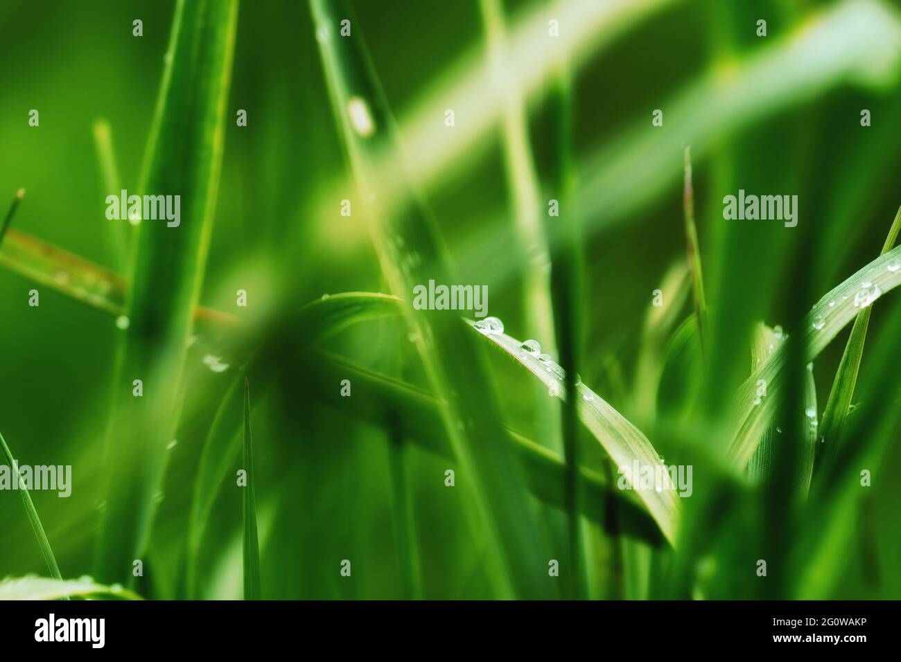 Deep green leaves with waterdrops Stock Photo - Alamy