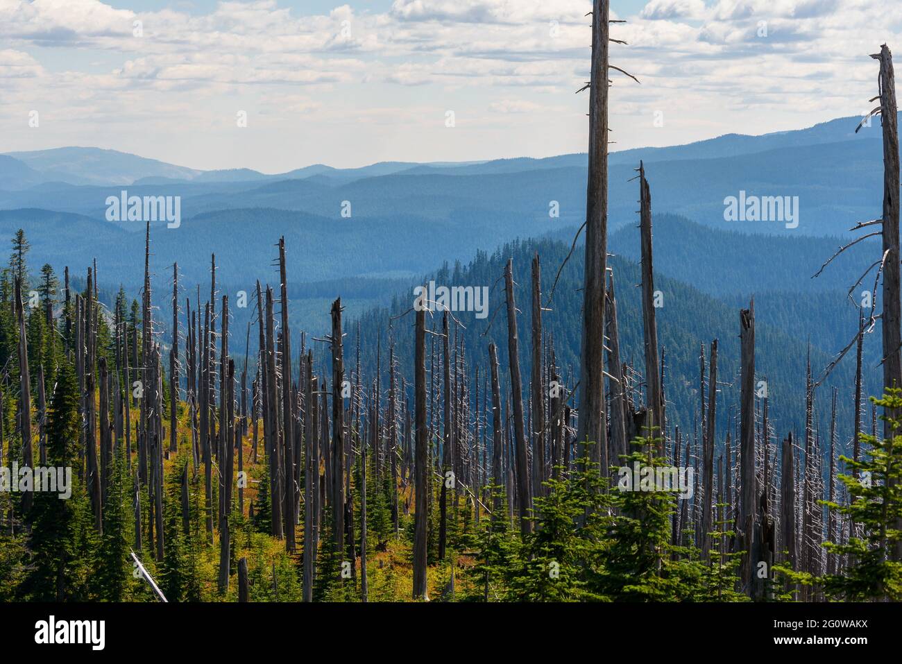 Dead seedlings hi-res stock photography and images - Alamy