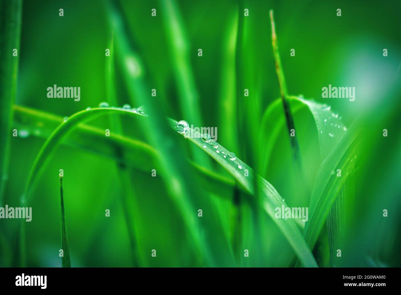 Deep lush green wet leaves hi-res stock photography and images - Alamy