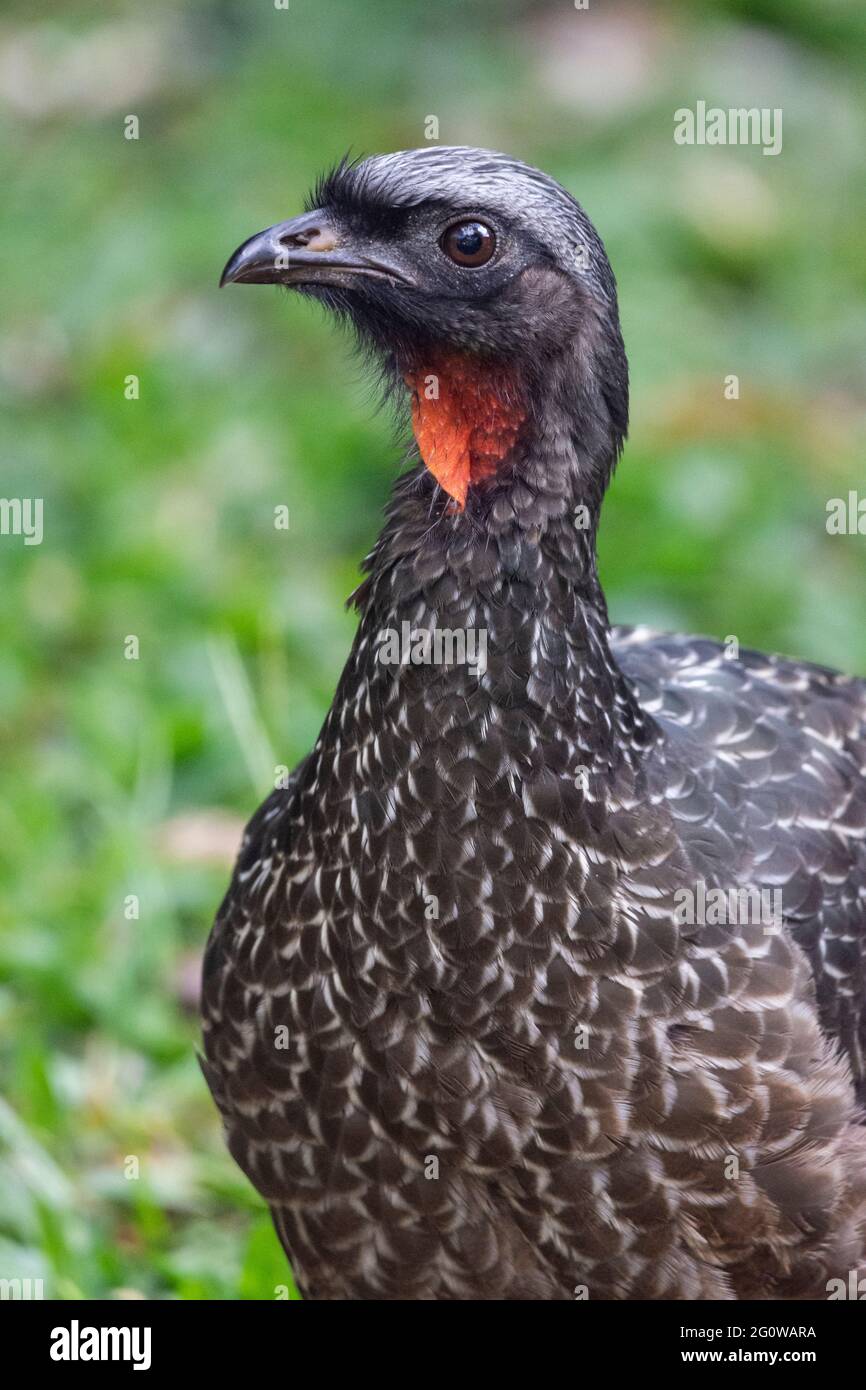 Beautiful black tropical bird with red neck on green rainforest Stock ...