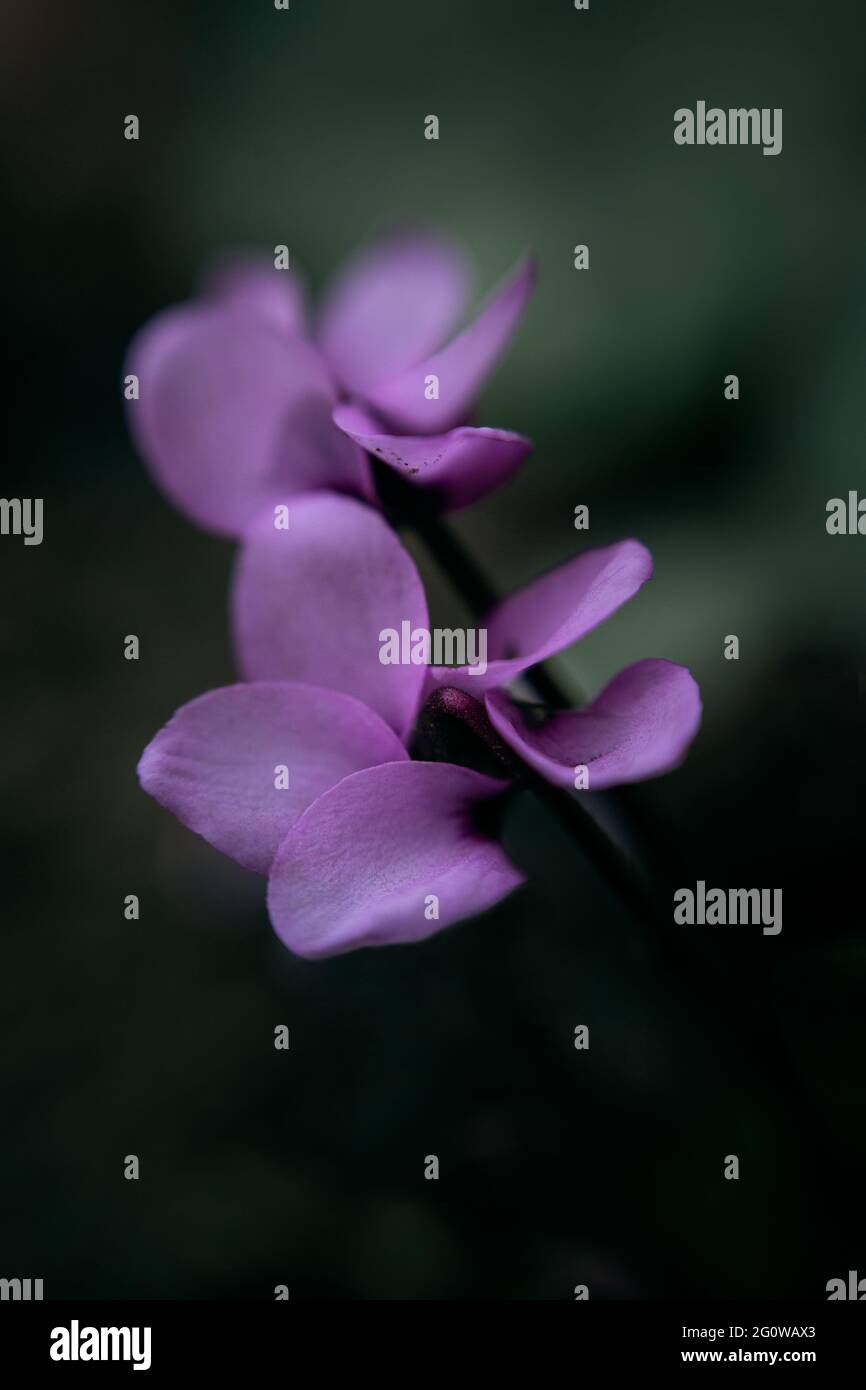 Dancing flowers hi-res stock photography and images - Alamy
