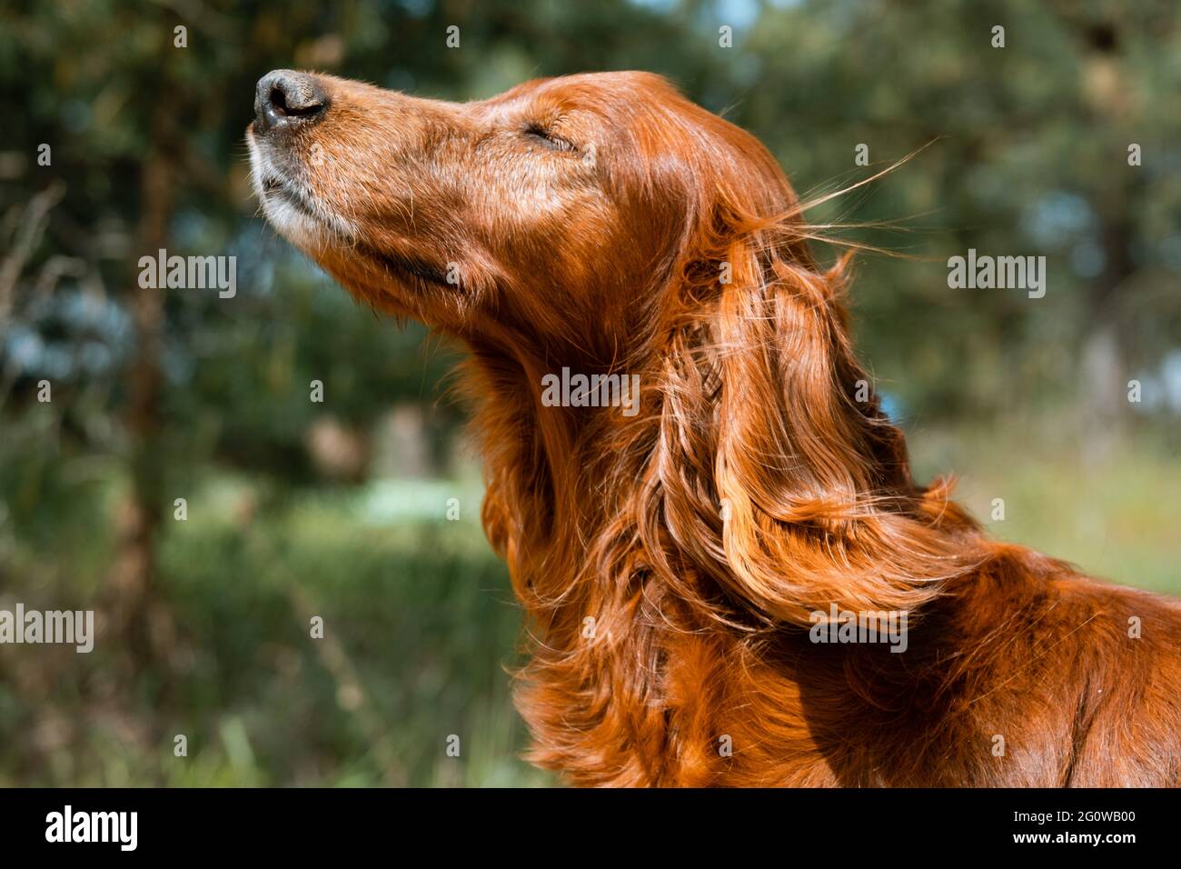 Cheerful hound hi-res stock photography and images - Alamy