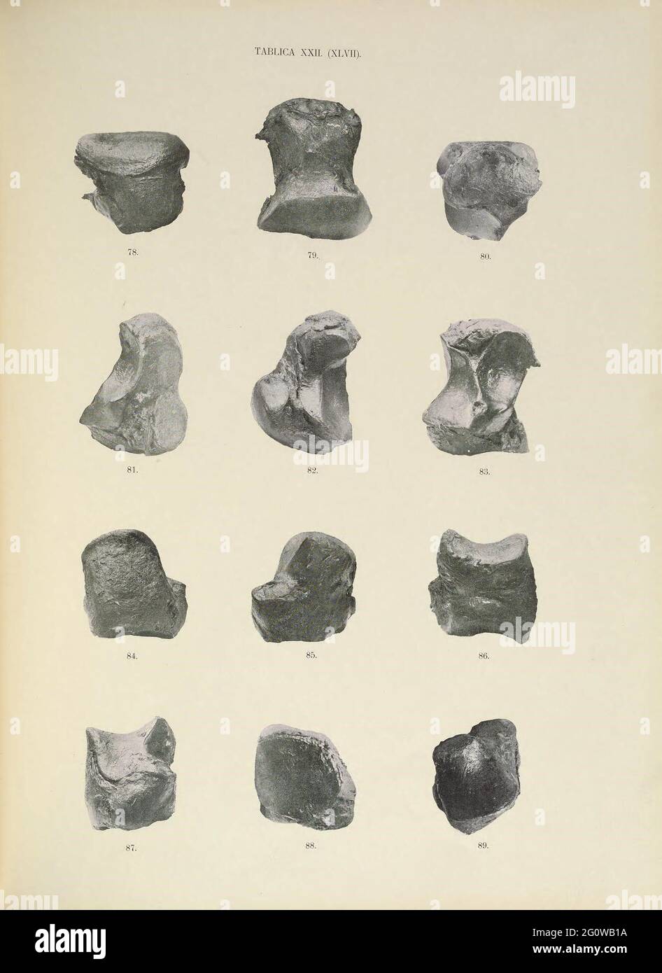 Skull prehistoric rhinoceros hi-res stock photography and images - Alamy