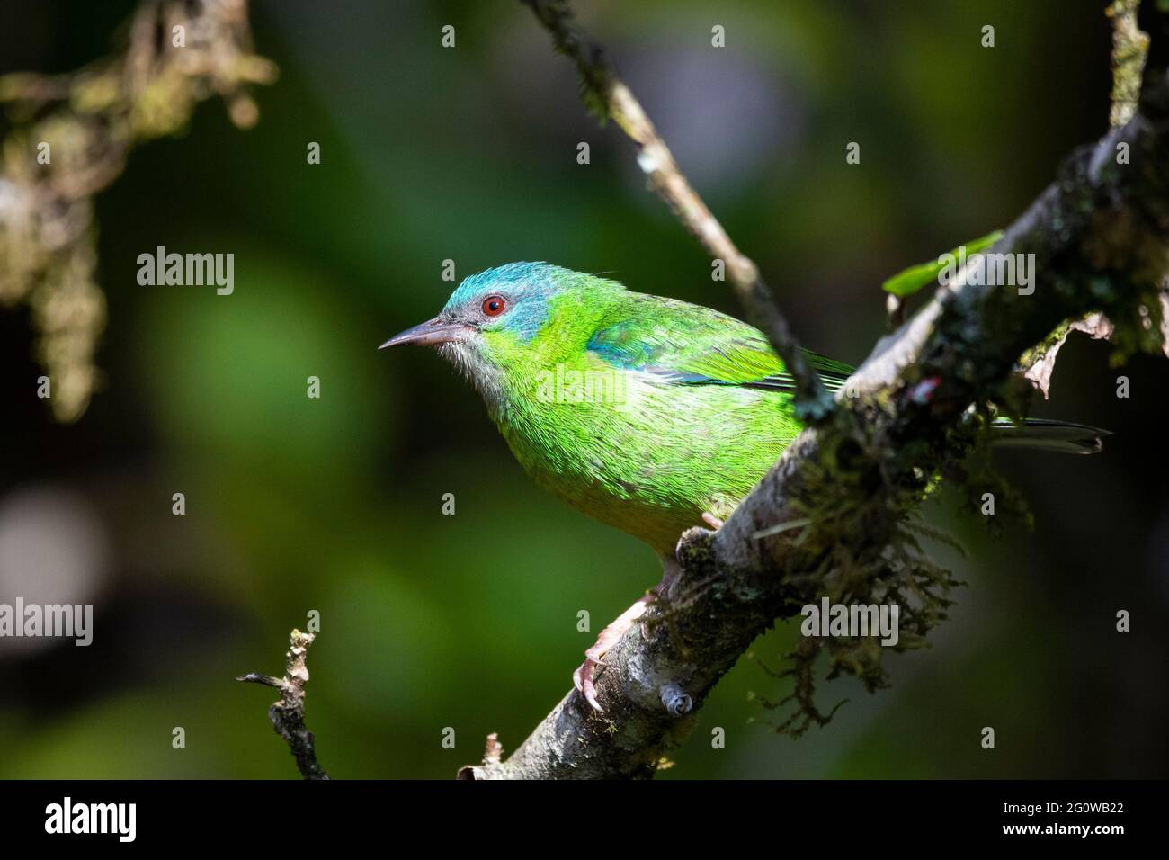 Beautiful colorful green tropical bird on rainforest vegetation Stock ...