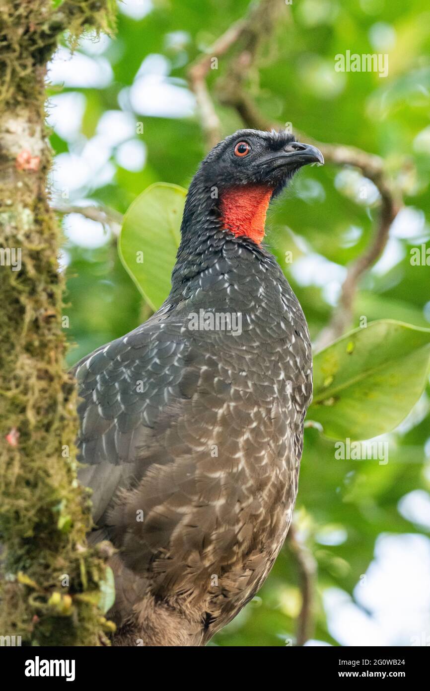 Beautiful black tropical bird with red neck on green rainforest Stock ...