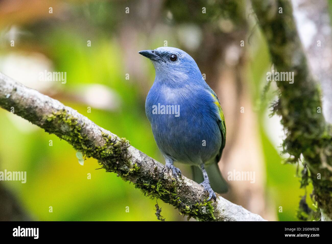 Beautiful colorful blue tropical bird on rainforest vegetation Stock ...