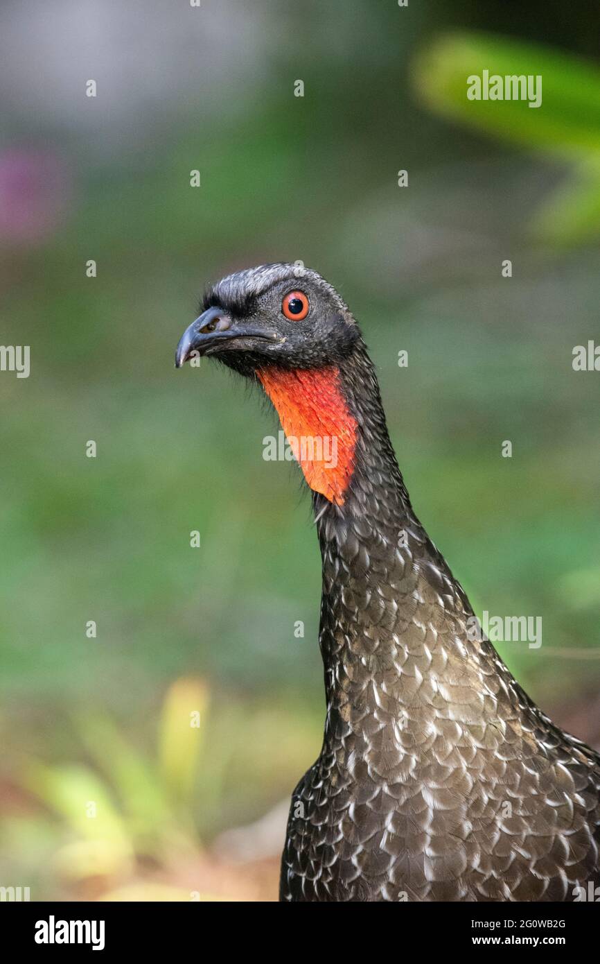 Jacu bird hi-res stock photography and images - Alamy