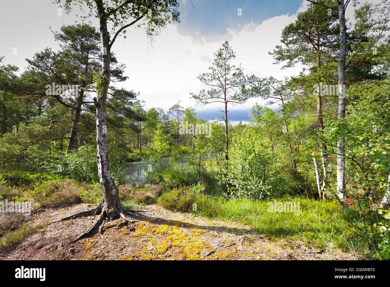 Peat bog pietzmoor in hi-res stock photography and images - Alamy