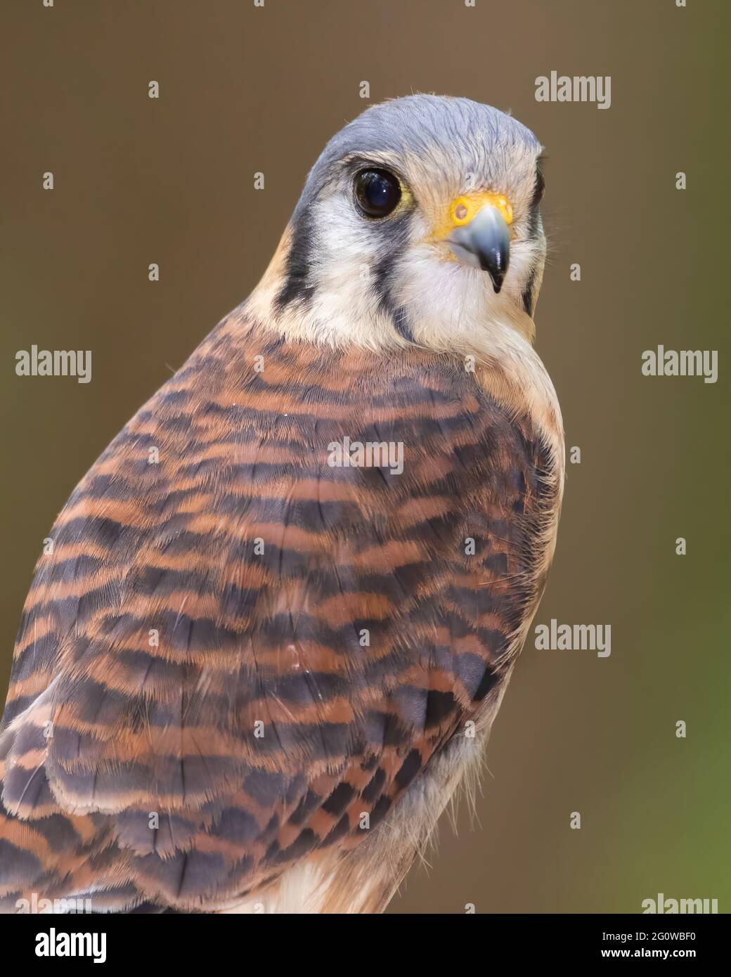 Bird of prey raptor american kestrel hi-res stock photography and ...