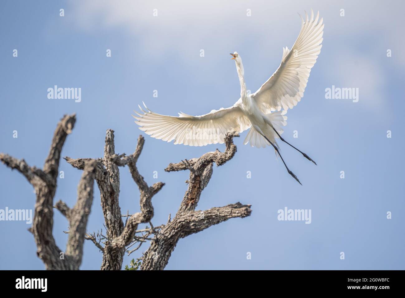 Flying over tree tops hi-res stock photography and images - Alamy