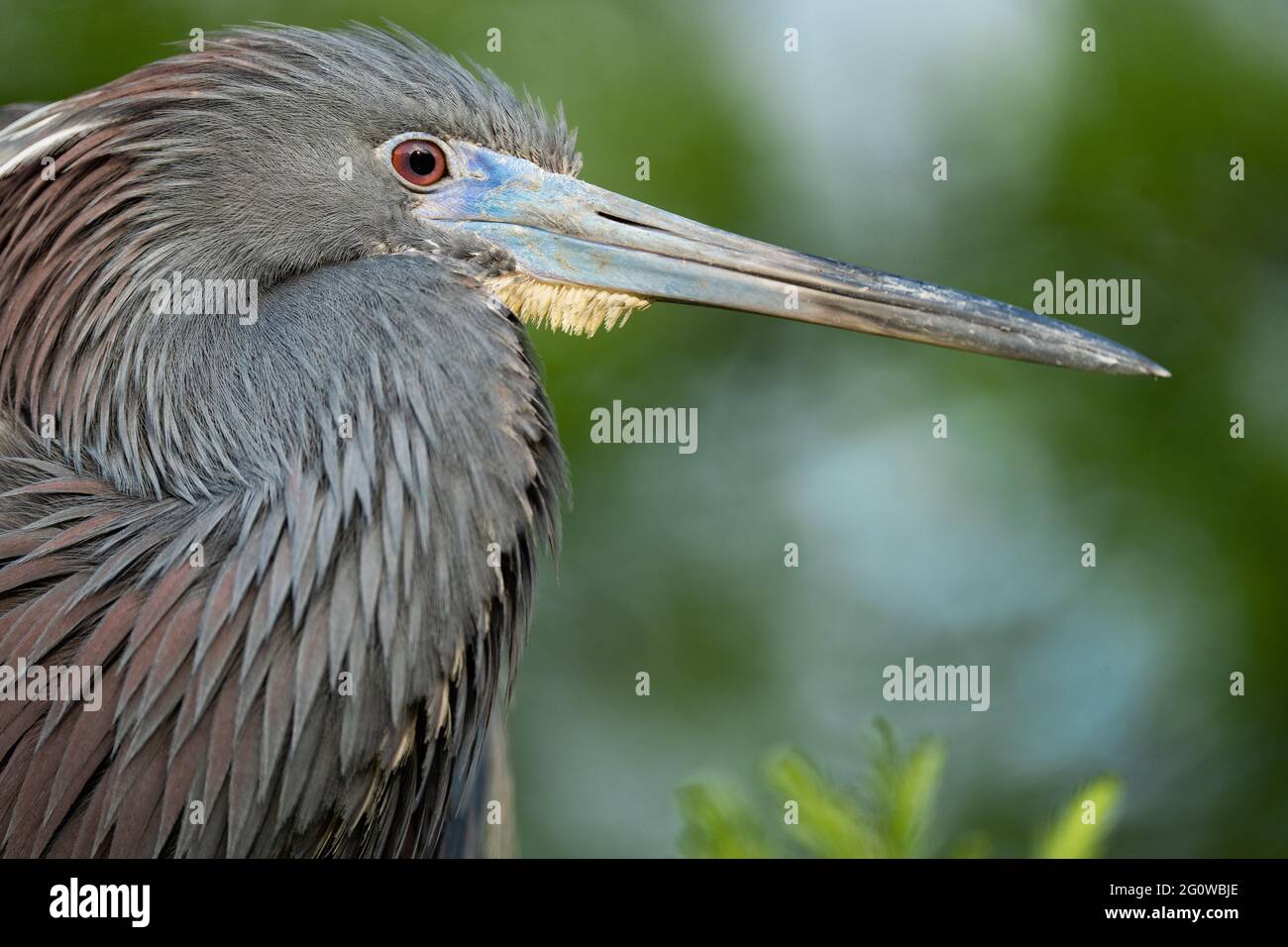 Birds with colored plumage hi-res stock photography and images - Alamy