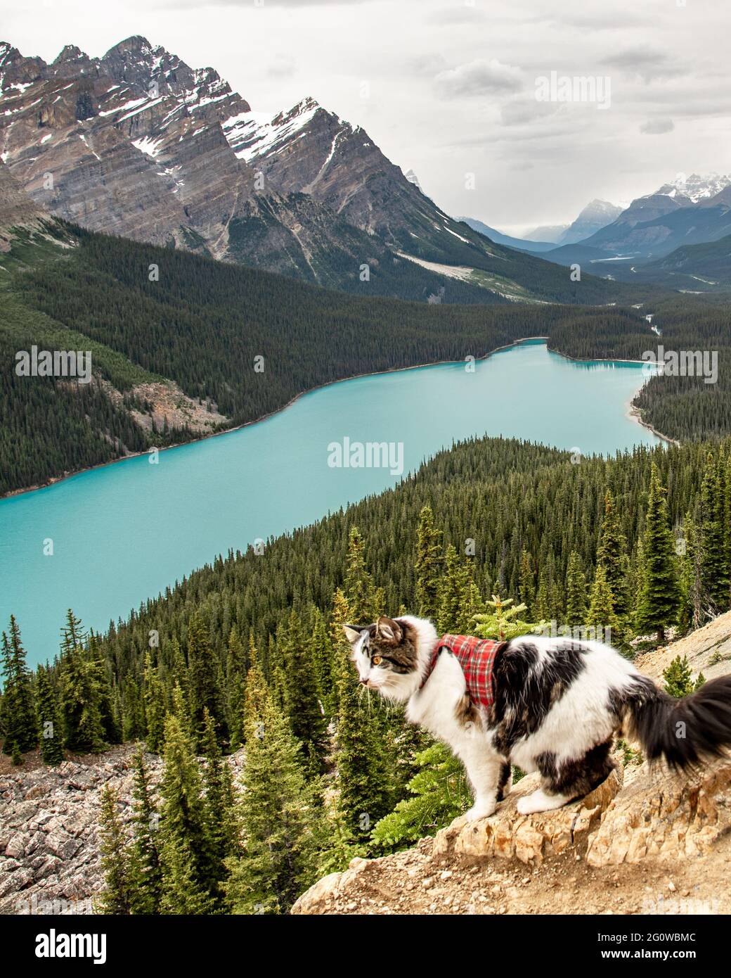 Maine coone hi-res stock photography and images - Alamy