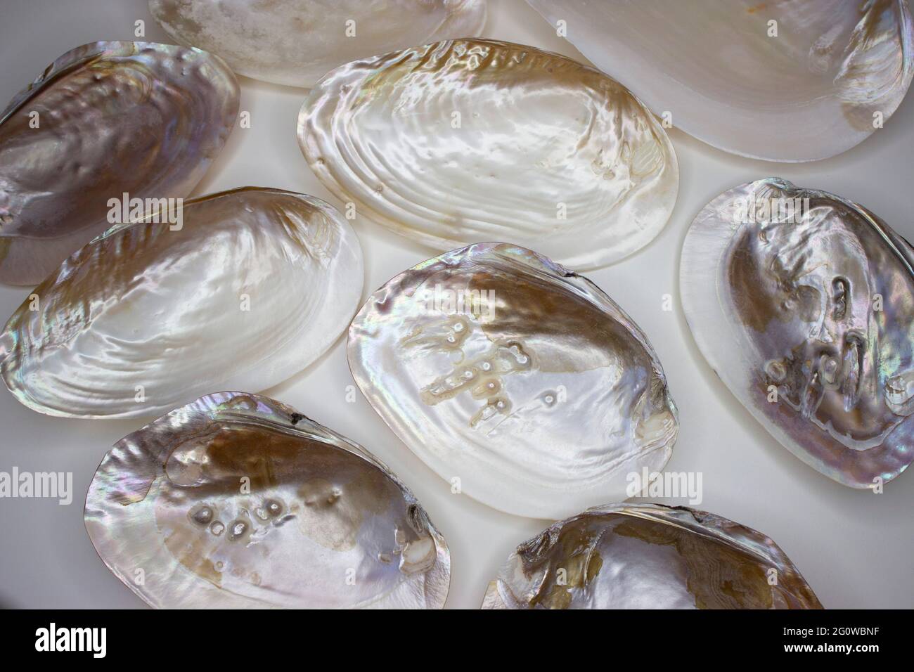 Mother of pearl shells. Pearl oysters, Macabebe pearl Stock Photo - Alamy