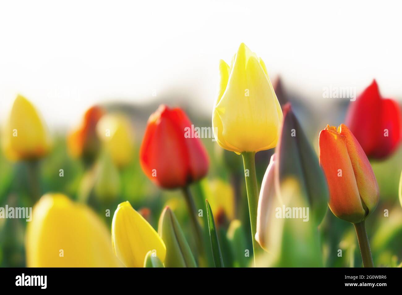 Tulips burst bloom in hi-res stock photography and images - Alamy
