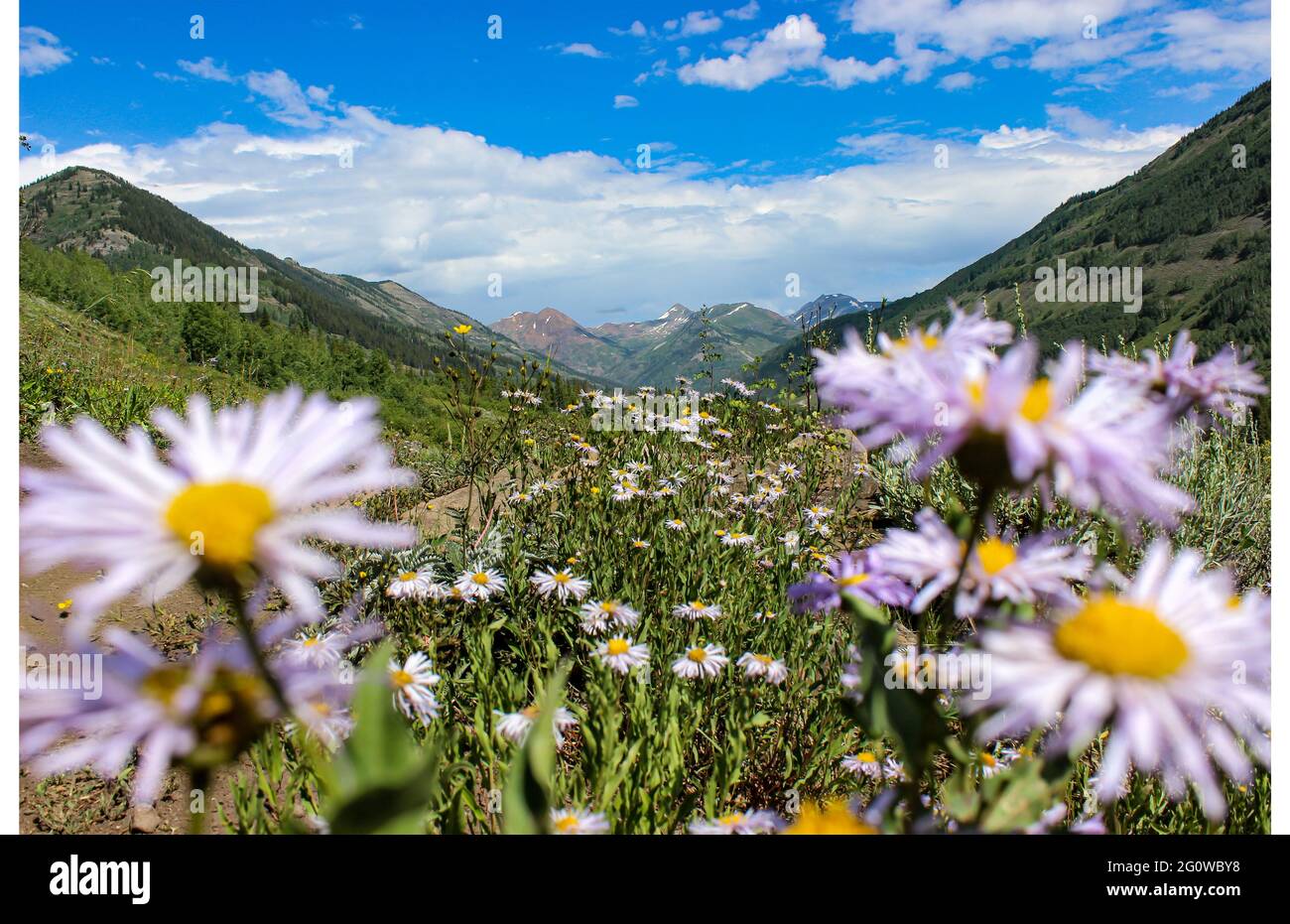 Purple flowers and mountains hi-res stock photography and images - Alamy