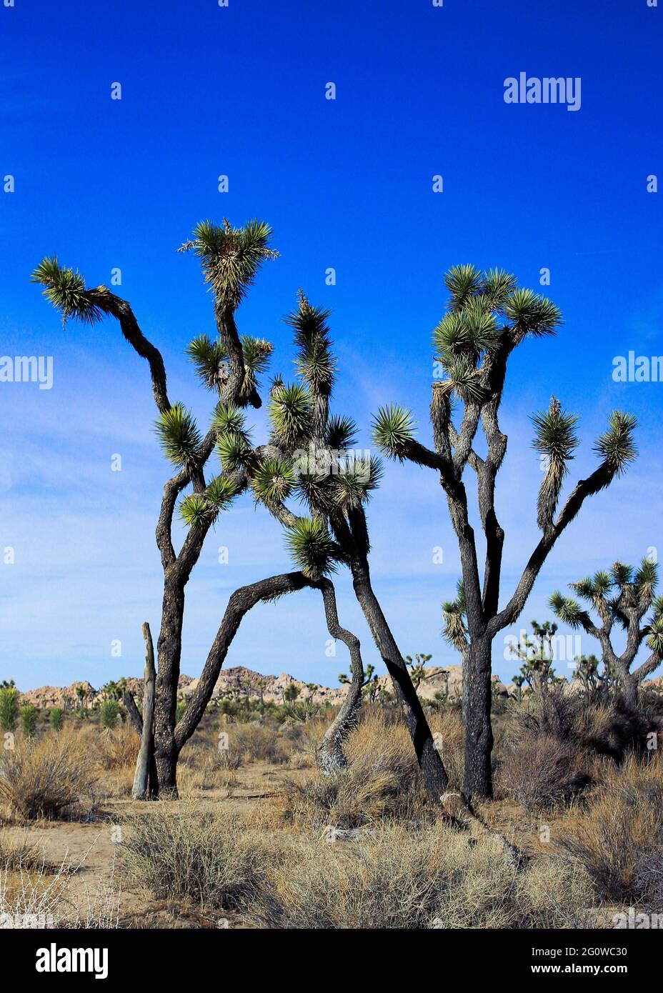 Yucca Trees in Desolate California Stock Photo - Alamy