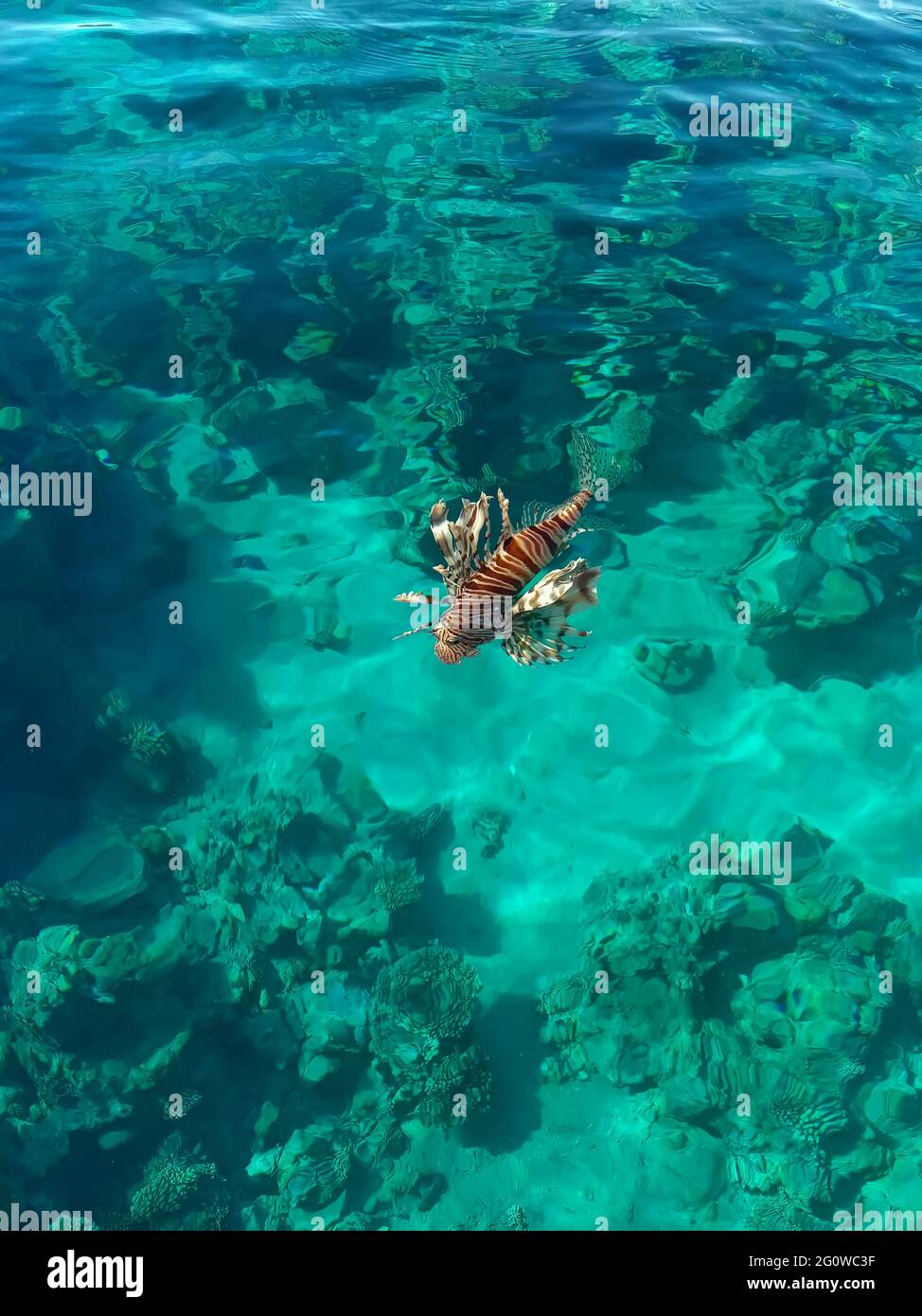 Venomous Lionfish in the Red Sea top view Stock Photo - Alamy