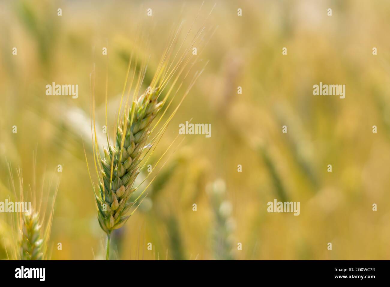 wheat fields in the sun organic farming Stock Photo - Alamy