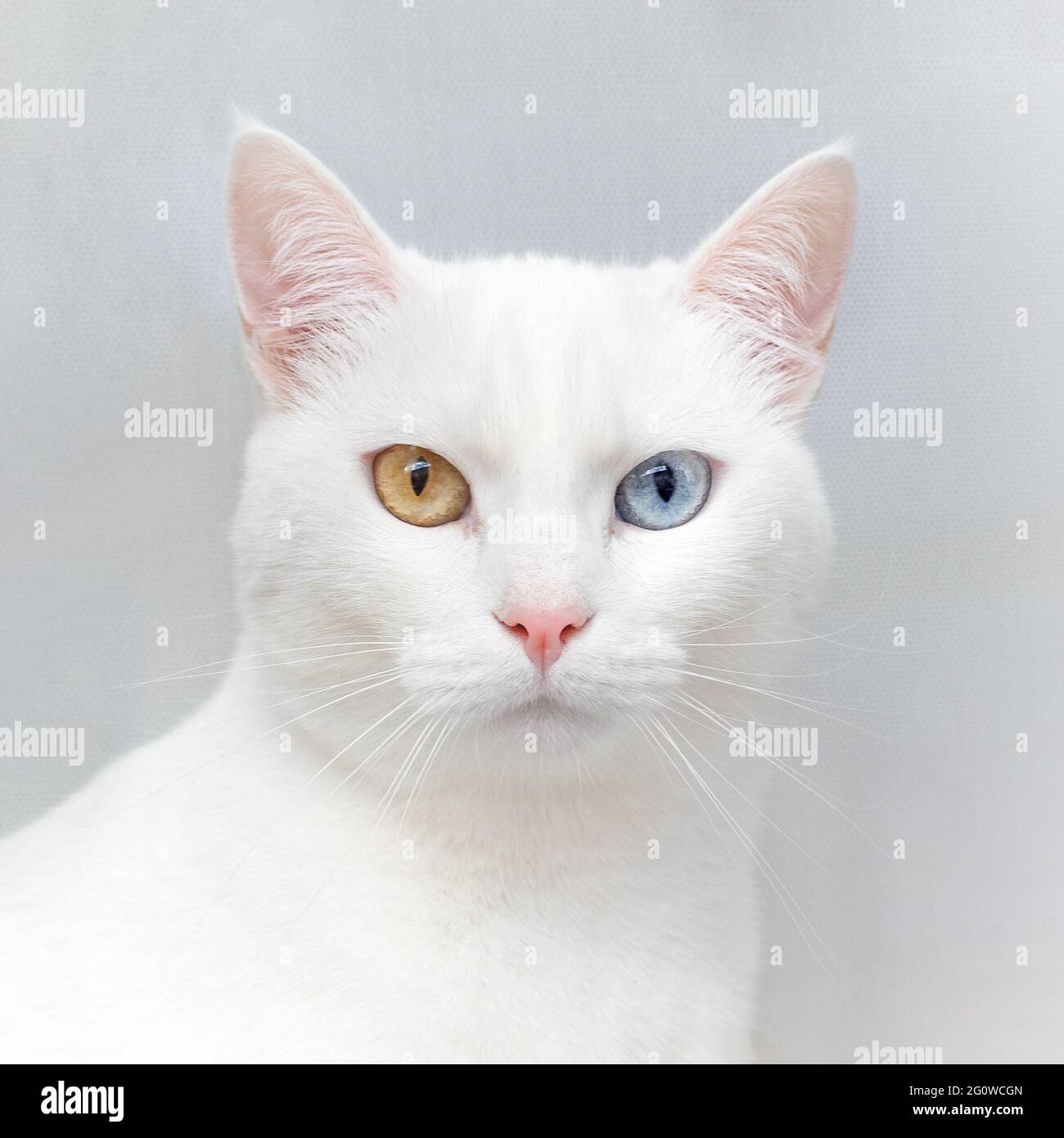 Cat with two different coloured eyes hi-res stock photography and ...