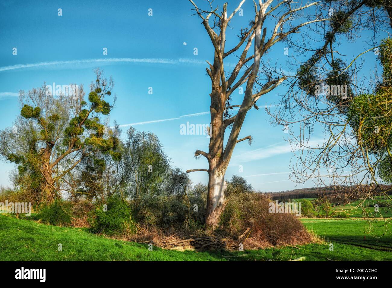 An old big tree in the field at sunset Stock Photo - Alamy