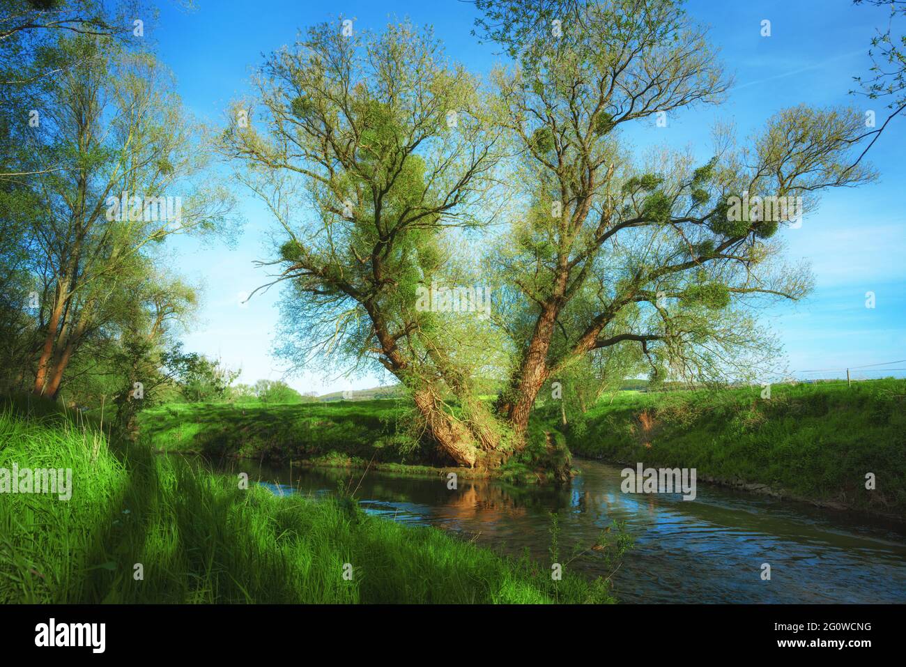Fork in tree trunk tree hi-res stock photography and images - Alamy