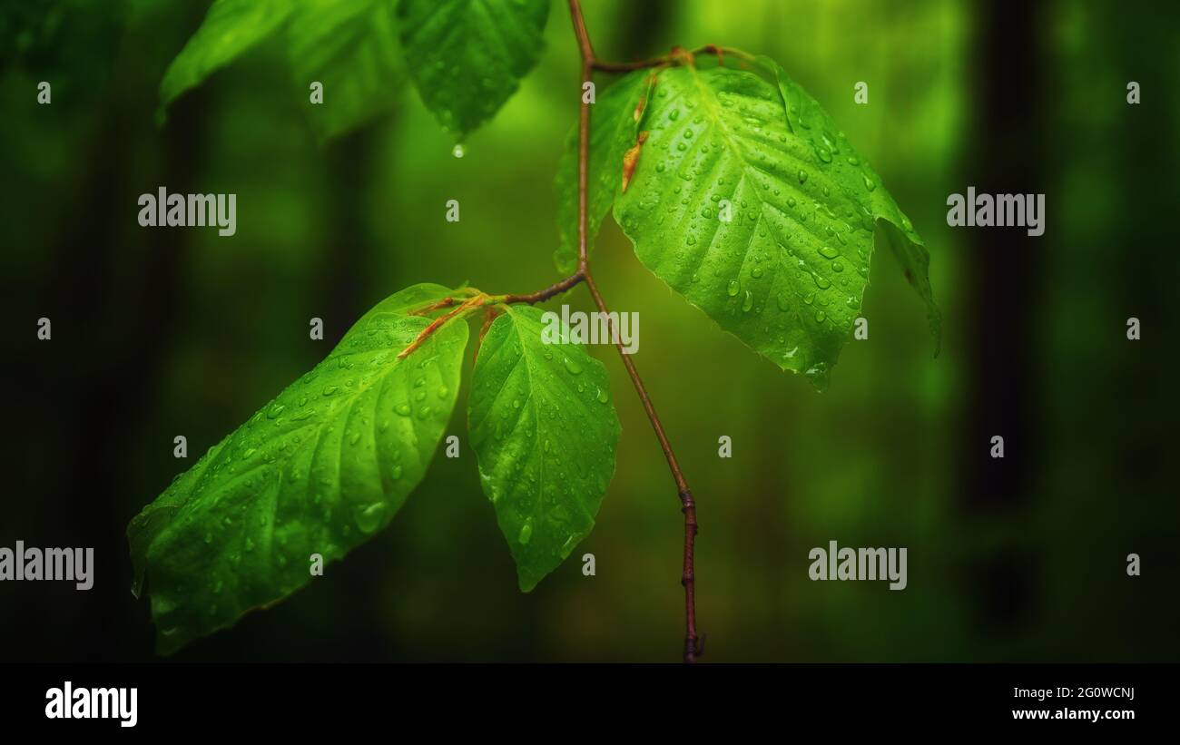Deep green leaves hi-res stock photography and images - Alamy