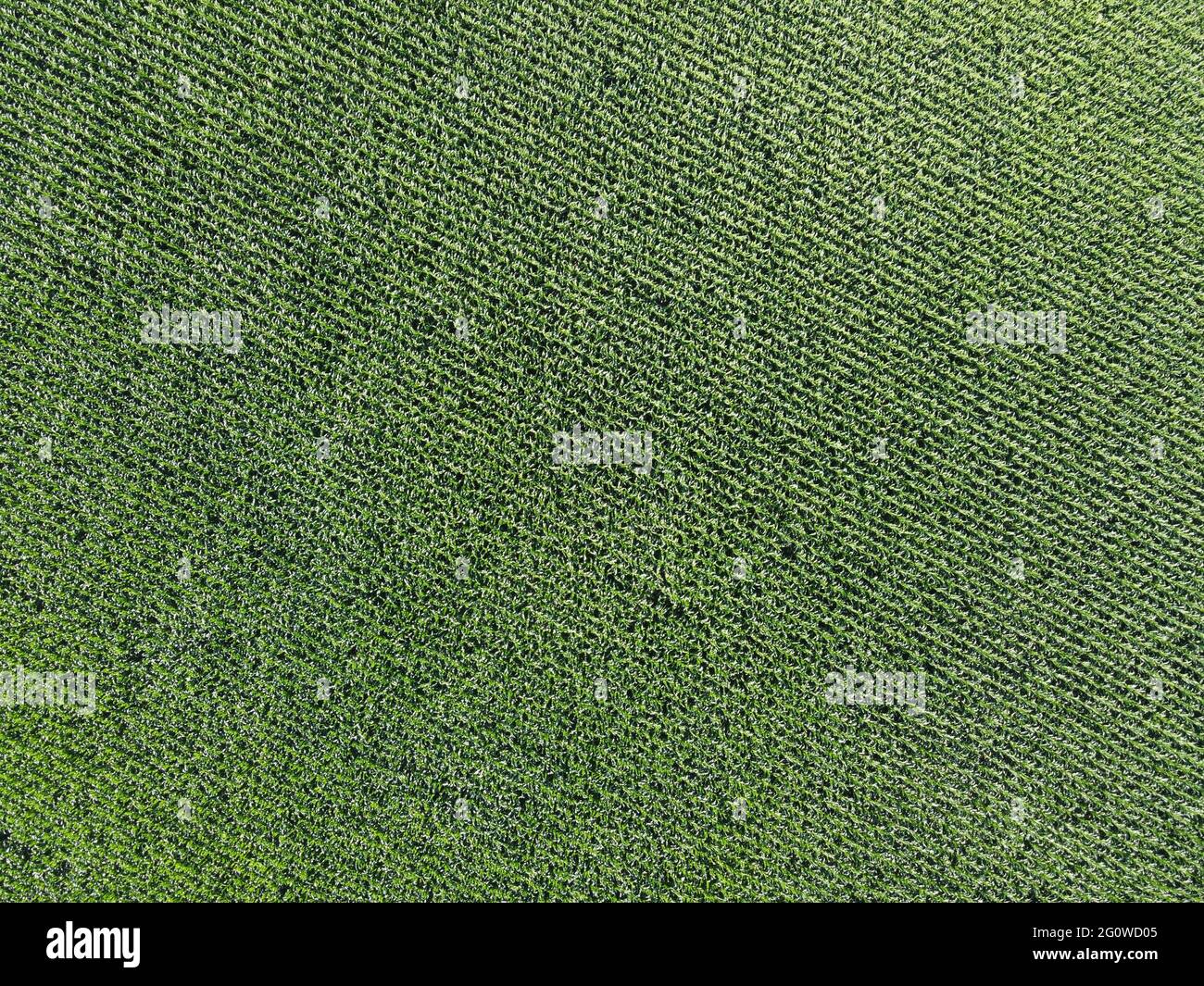 Aerial view of lush green maize farm hi-res stock photography and ...