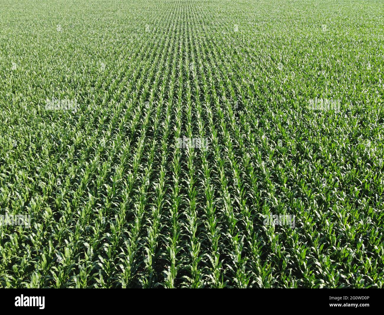 Extensive corn fields, top view. Green farm fields, landscape Stock ...