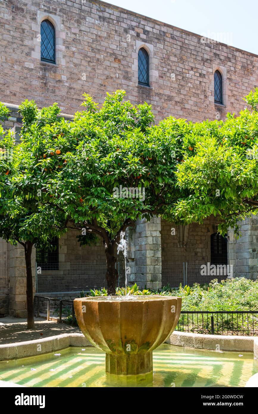 Orange Trees In Barcelona City, Spain Stock Photo - Alamy