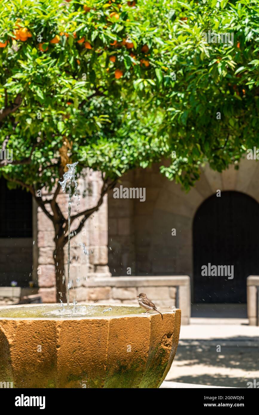 Orange Trees In Barcelona City, Spain Stock Photo - Alamy
