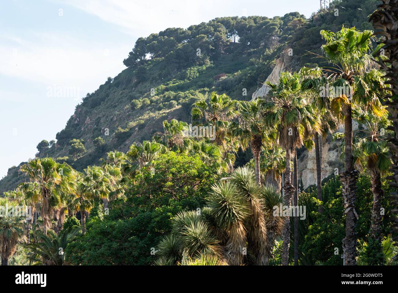Palm Trees In Barcelona City, Spain Stock Photo - Alamy