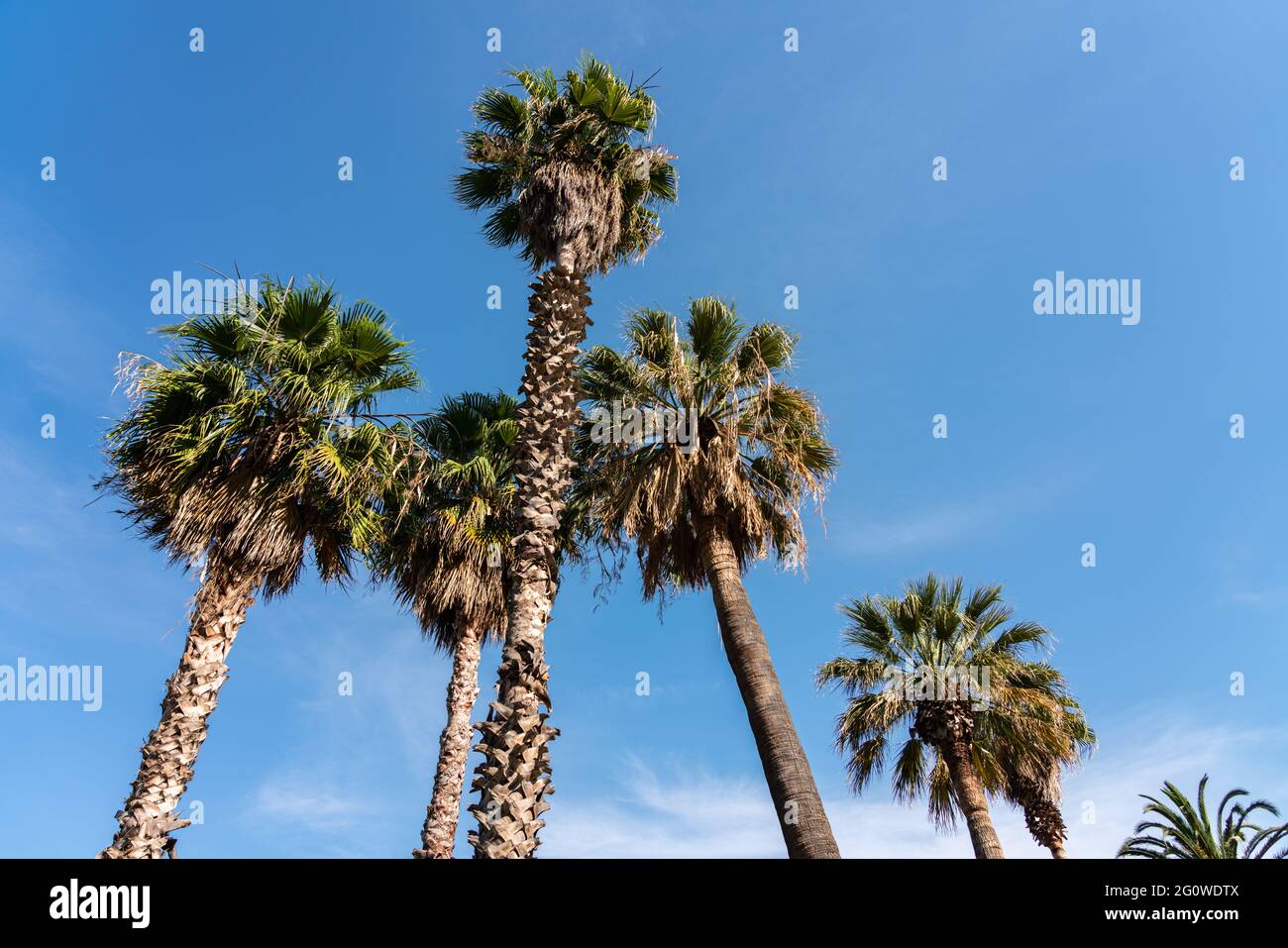 Palm Trees In Barcelona City, Spain Stock Photo - Alamy