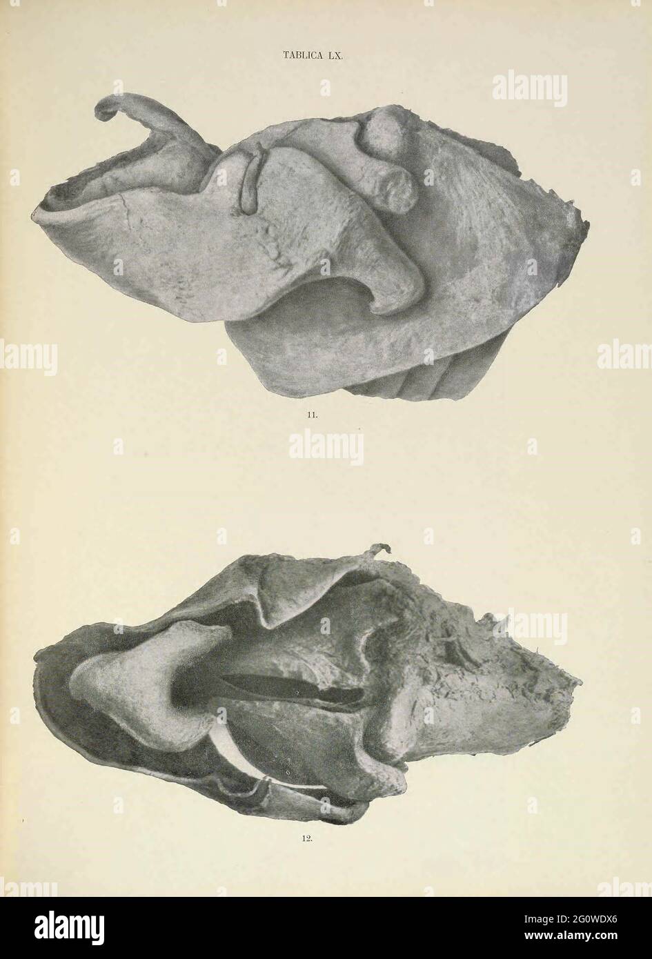 Skull prehistoric rhinoceros hi-res stock photography and images - Alamy