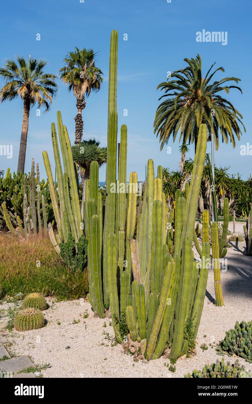 Green Cactus Plant In Summer Stock Photo - Alamy