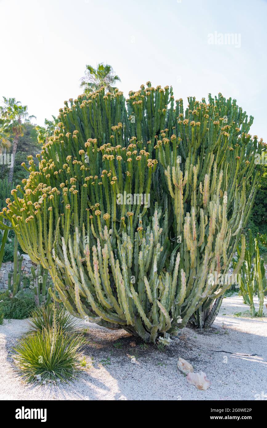 Green cactus floral botanical hi-res stock photography and images - Alamy