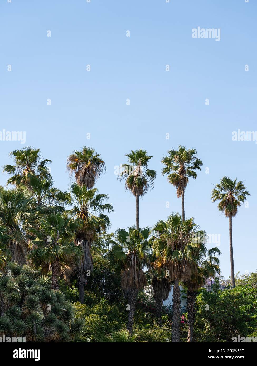 Palm Trees In Barcelona City, Spain Stock Photo - Alamy