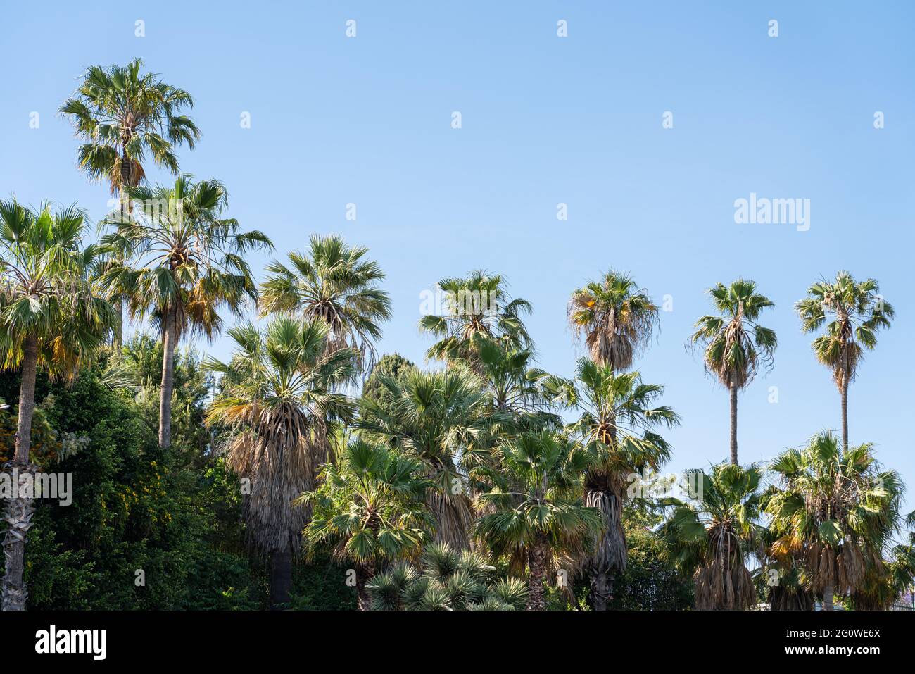 Palm Trees In Barcelona City, Spain Stock Photo - Alamy