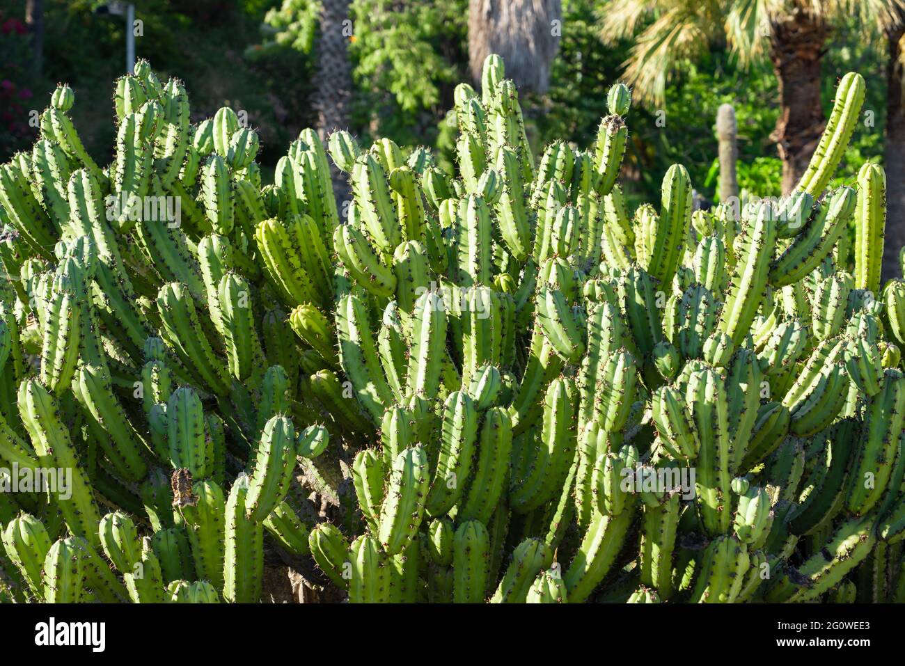 Prickly cactus design hi-res stock photography and images - Alamy