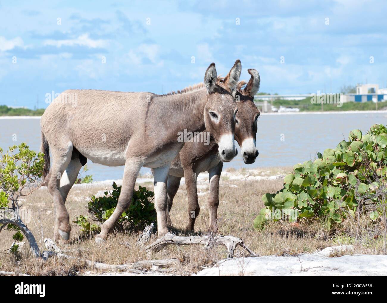 The couple of wild donkeys by the lagoon on Grand Turk island (Turks ...