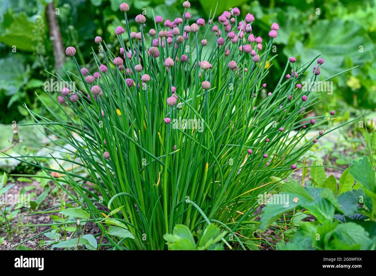 Allium schoenoprasum l hi-res stock photography and images - Alamy