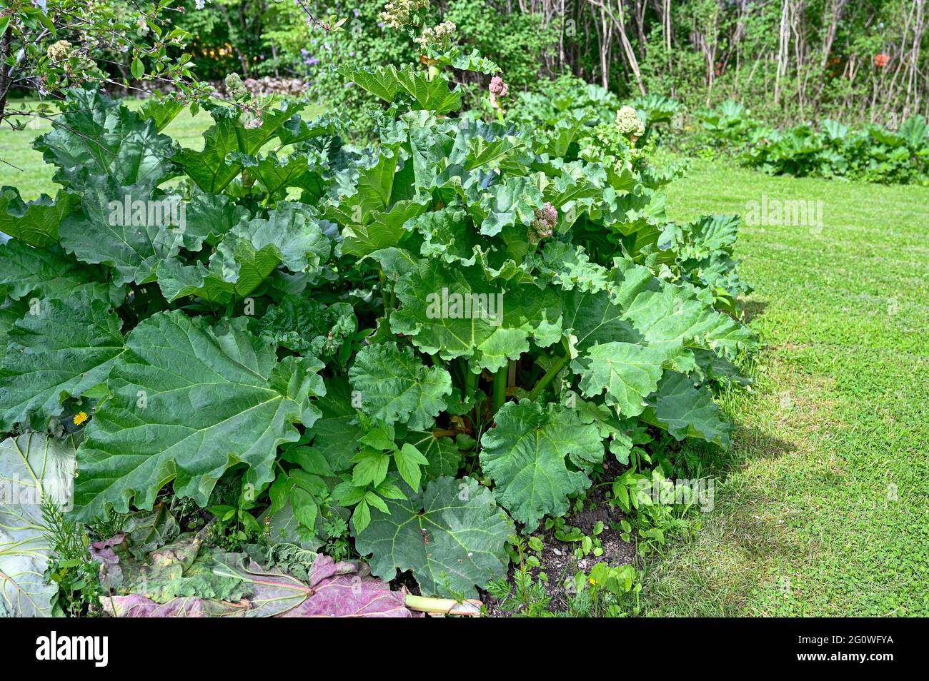 big rhubarb plant in vegetable patch in may Stock Photo - Alamy