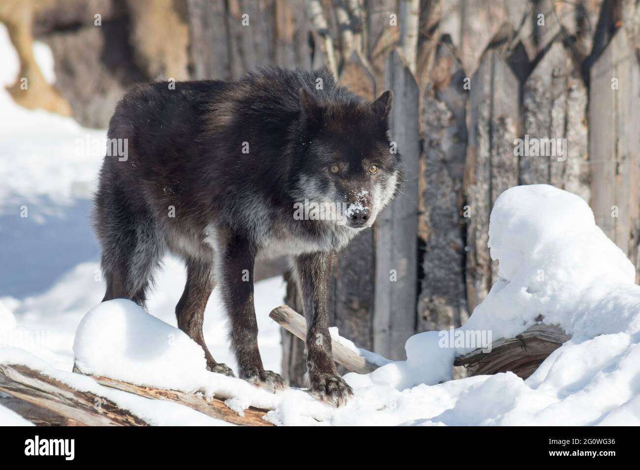 Canadian Wolf Dog