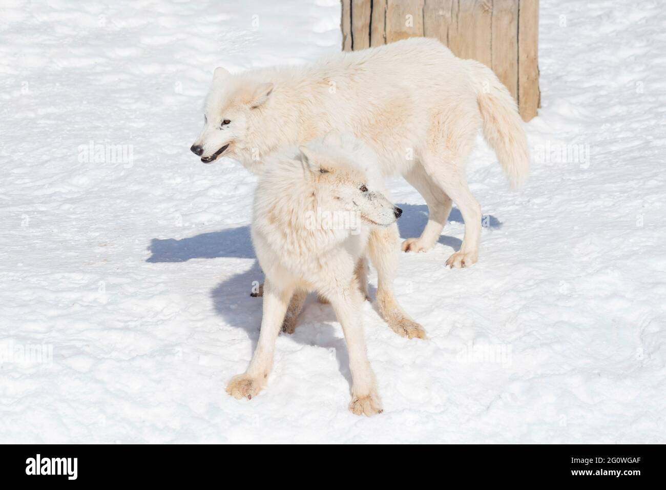 Two wild white wolves are playing on white snow. Canis lupus arctos ...