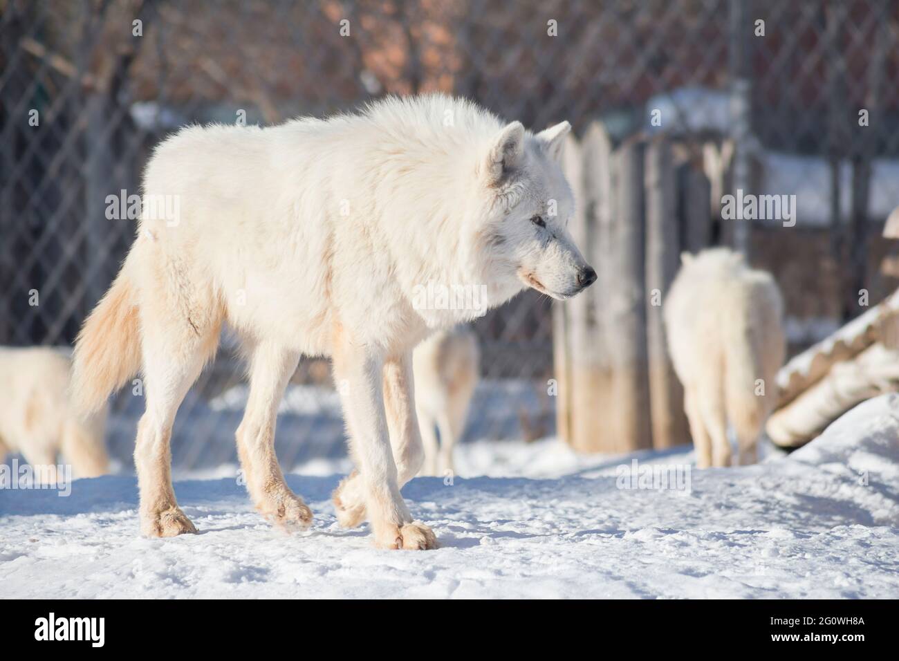 Wild white wolf is walking on a white snow. Canis lupus arctos. Polar ...