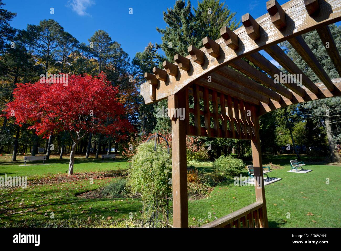 The view of the public park with maple tree and canopy Stock Photo - Alamy